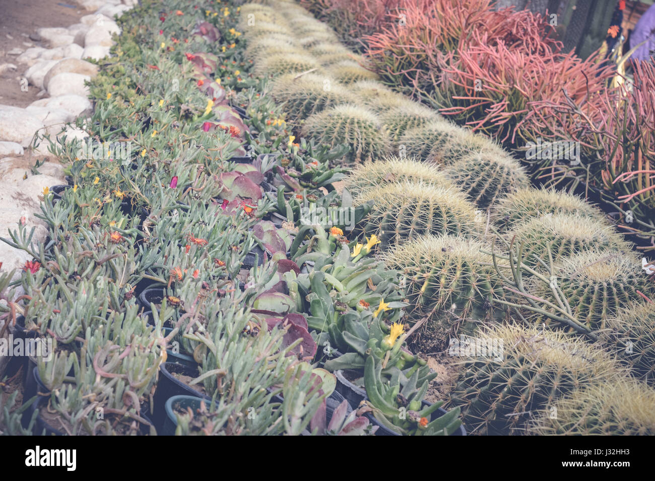 giza, egypt, march 25, 2017: cactus field at orman garden Stock Photo ...
