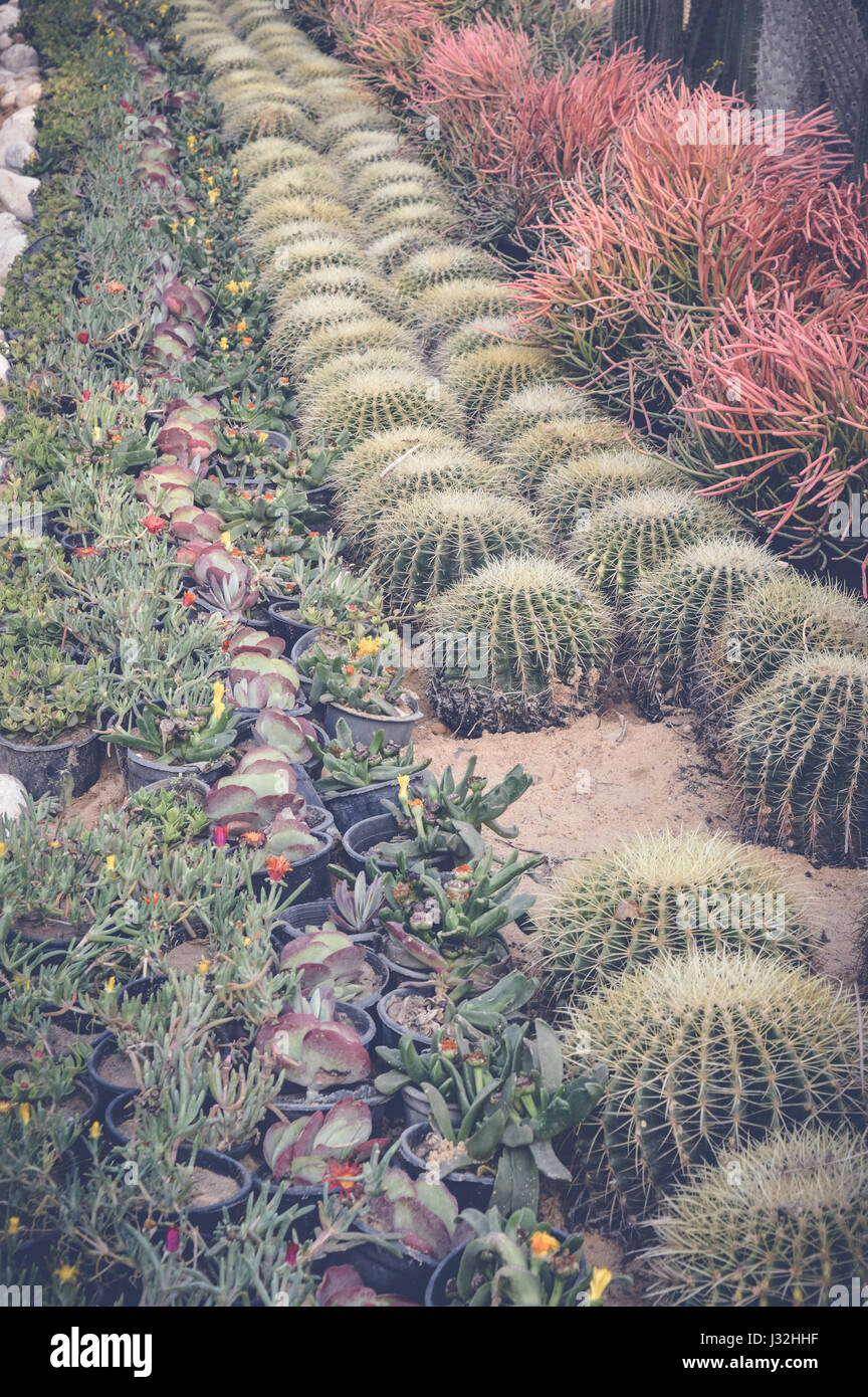 giza, egypt, march 25, 2017: cactus field at orman garden Stock Photo ...