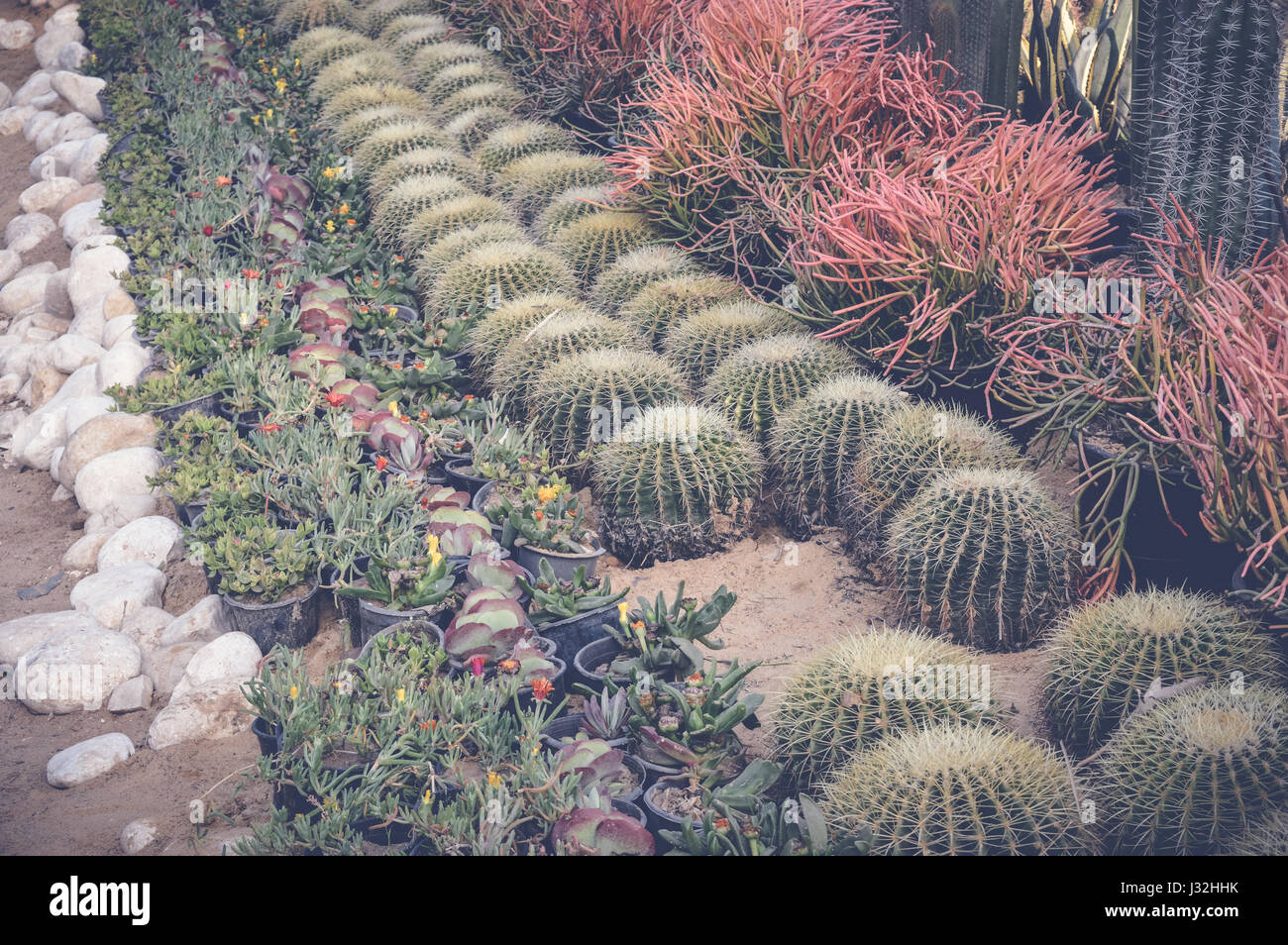 giza, egypt, march 25, 2017: cactus field at orman garden Stock Photo ...