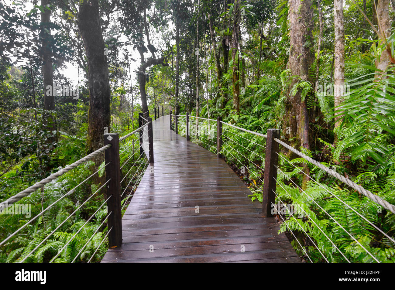 Boardwalk through tropical rainforest at Red Peak Station, Skyrail ...