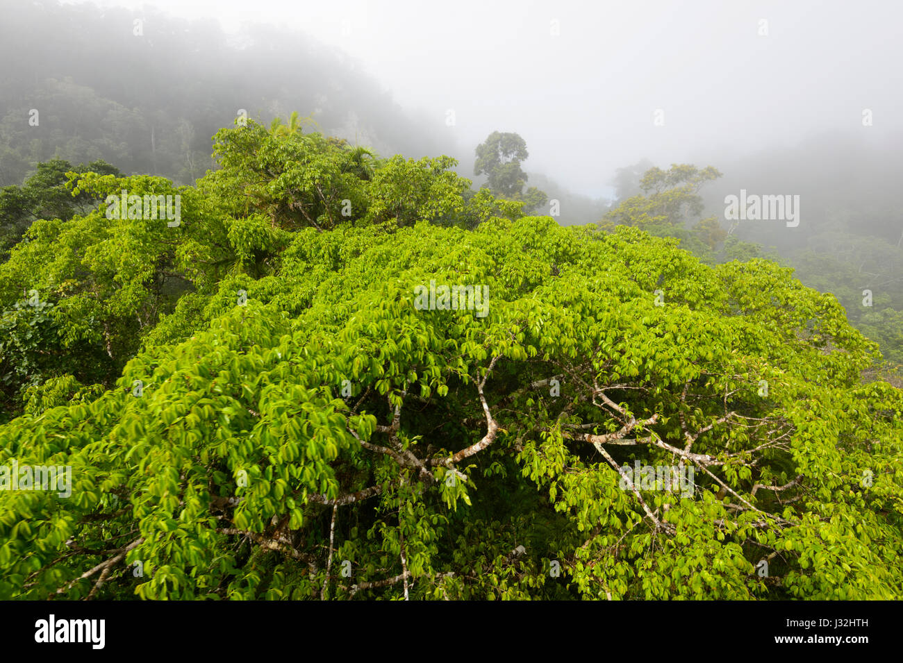 Tropical rainforest canopy hi-res stock photography and images - Alamy