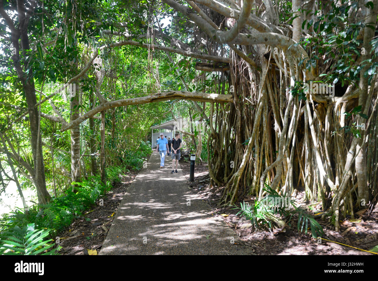 Strangler Fig Trees (Ficus virens) growing along a shady path, Kuranda ...