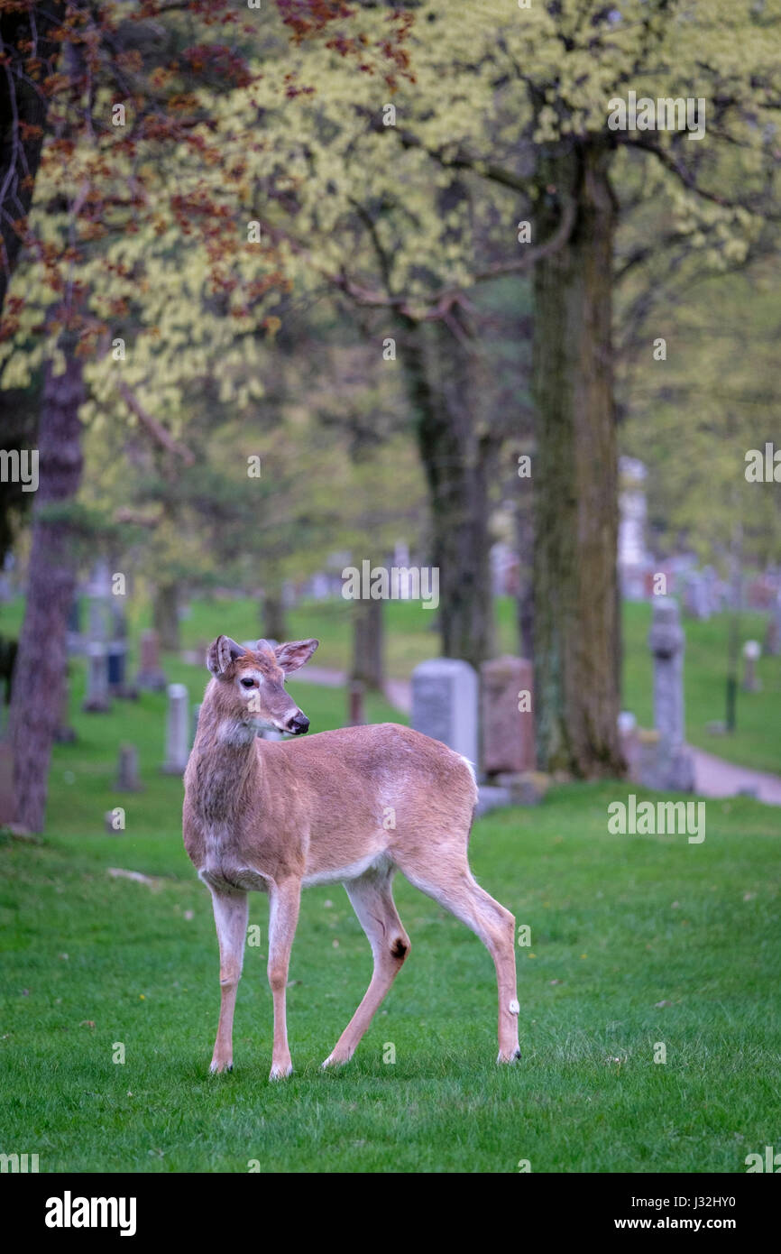 Deer in cemetery hi-res stock photography and images - Alamy