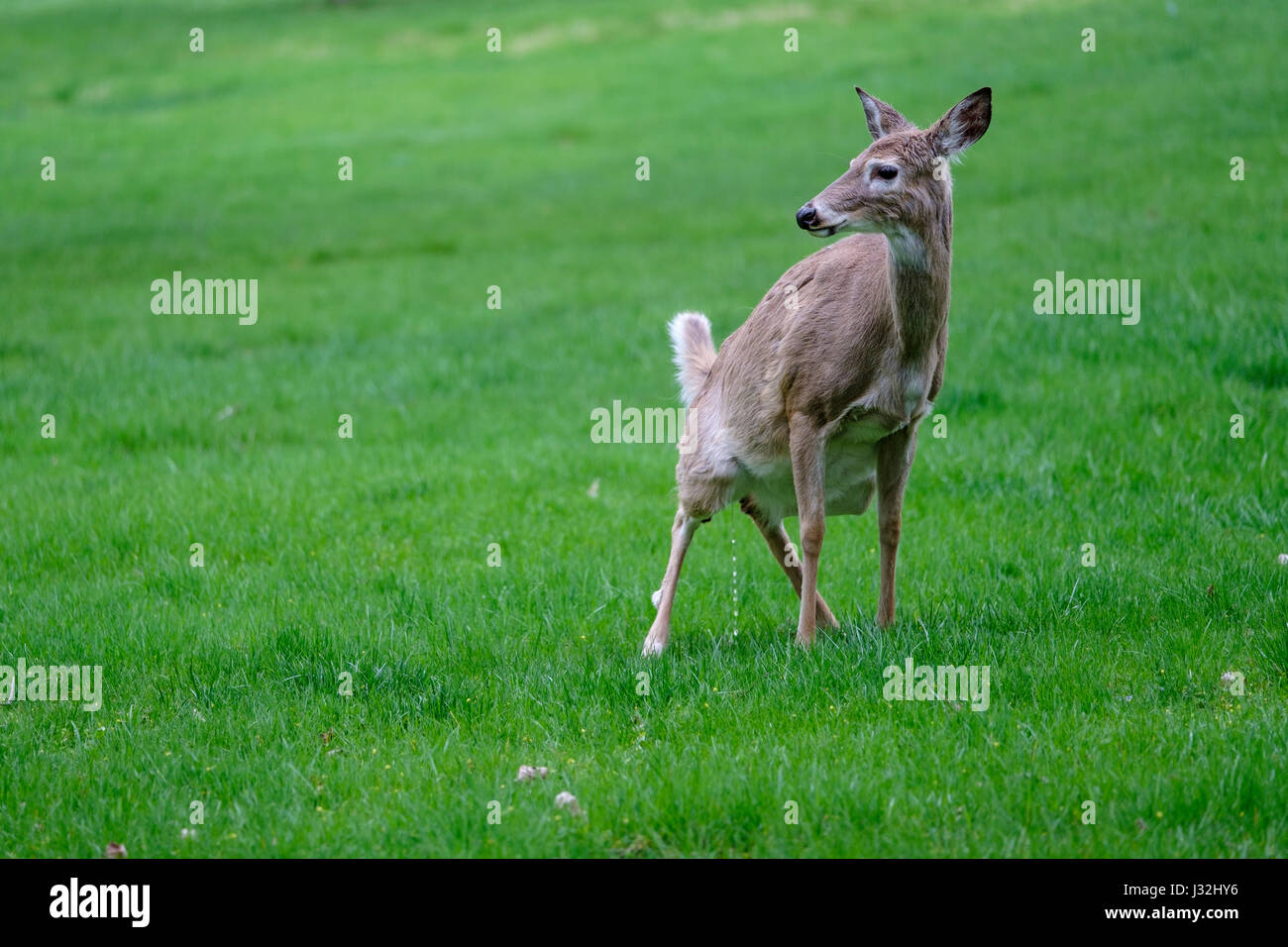 Young female white-tailed deer (Odocoileus virginianus), doe, urinating ...