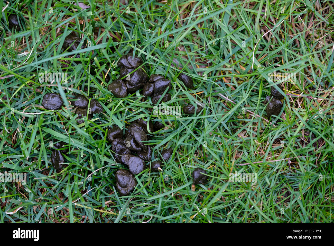Whitetail Deer Droppings