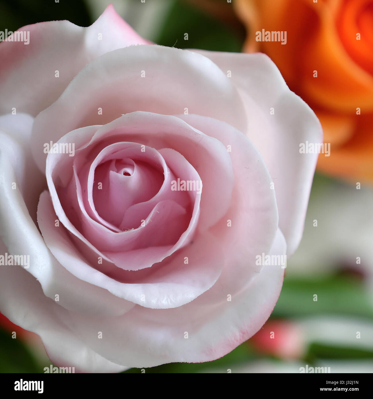 Wonderful clay art, close up of pink rose flower, beautiful artificial ...