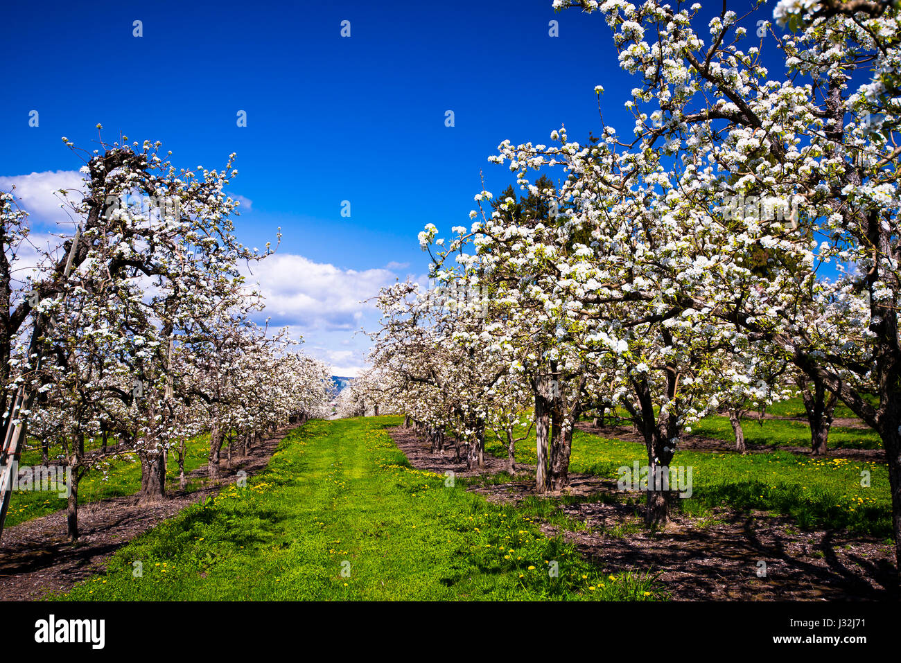 Rows of trees orchard blossoming white flowers and planted between the ...