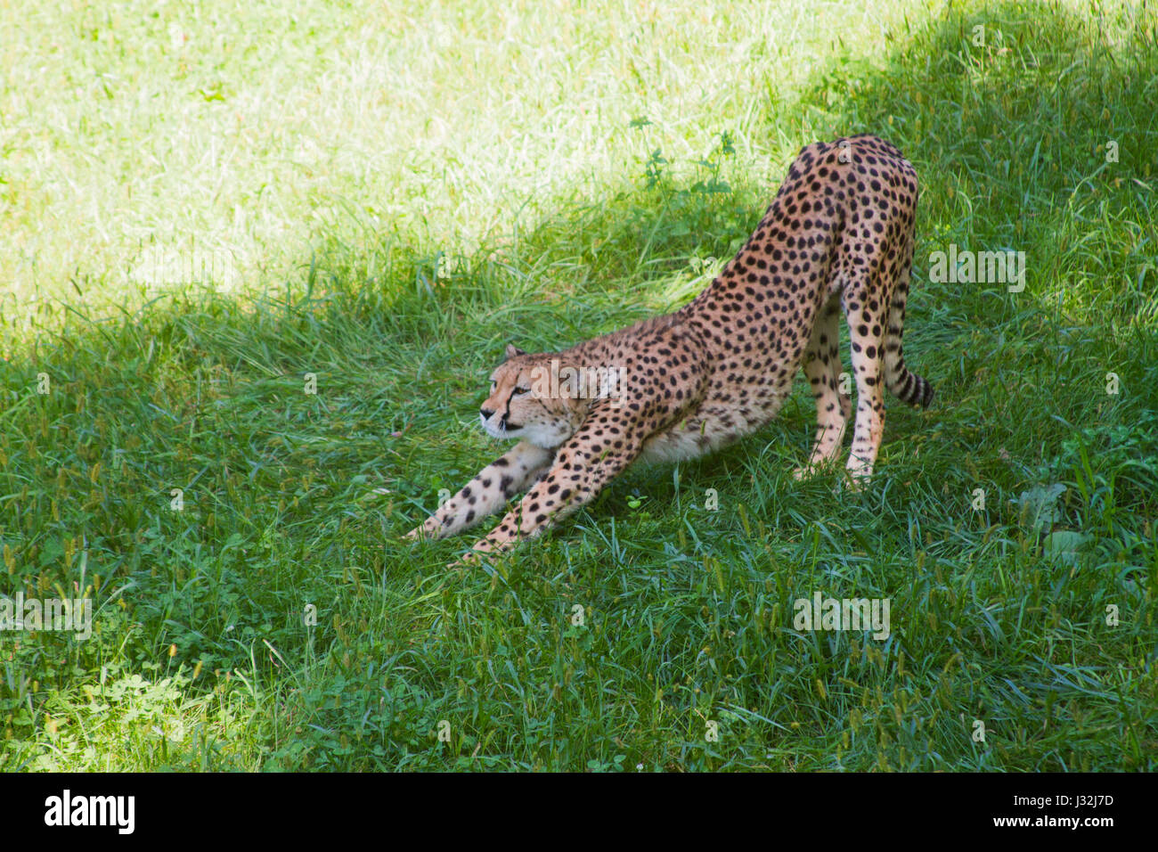 Cheetah Stretching in the Shade Stock Photo - Alamy
