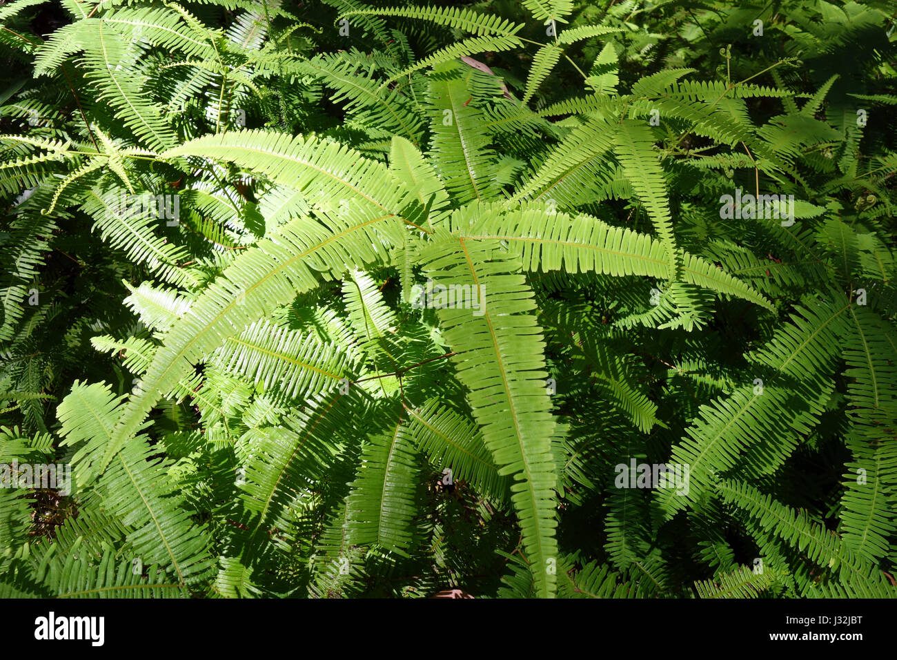 Coral fern (Gleichenia sp.) in canyon near Jowalbinna, Laura ...