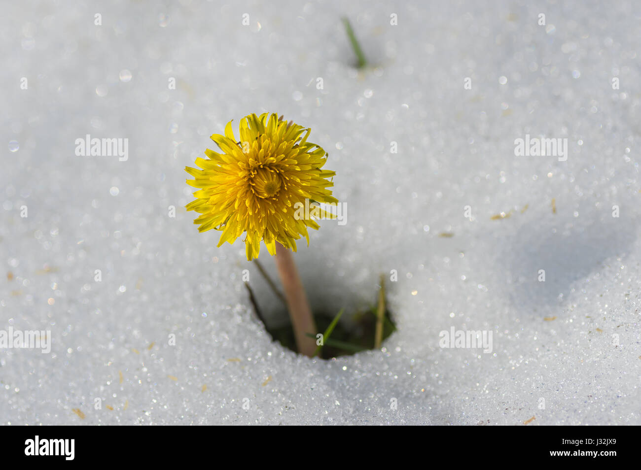 Lonely dandelion appearing from snow after unexpected snowfall in Dnepr ...