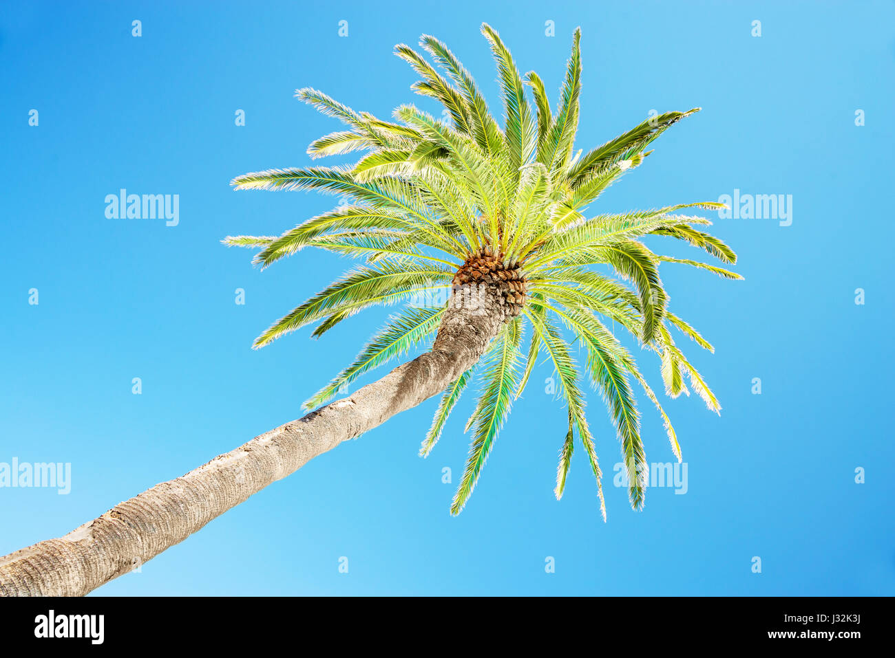 Looking up at leaning palm tree against blue sky, view from below ...
