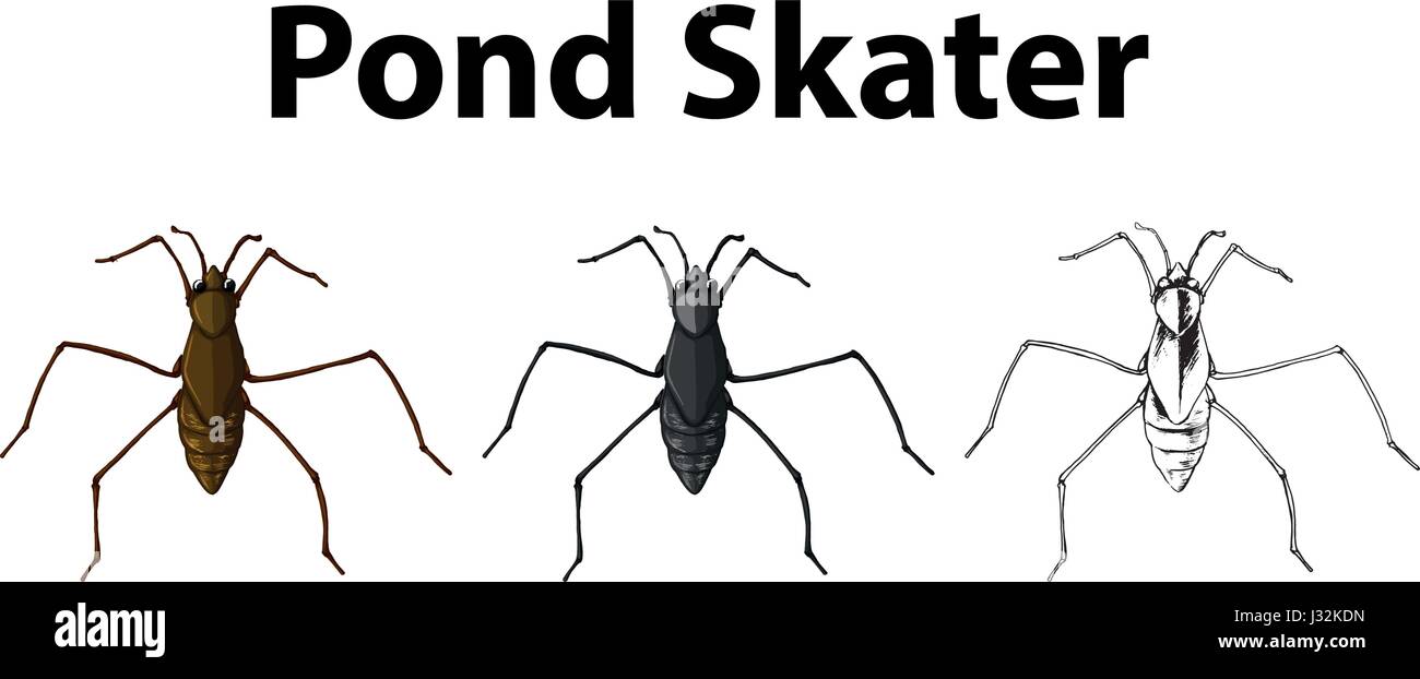 Doodle character for pond skater illustration Stock Vector Image & Art ...