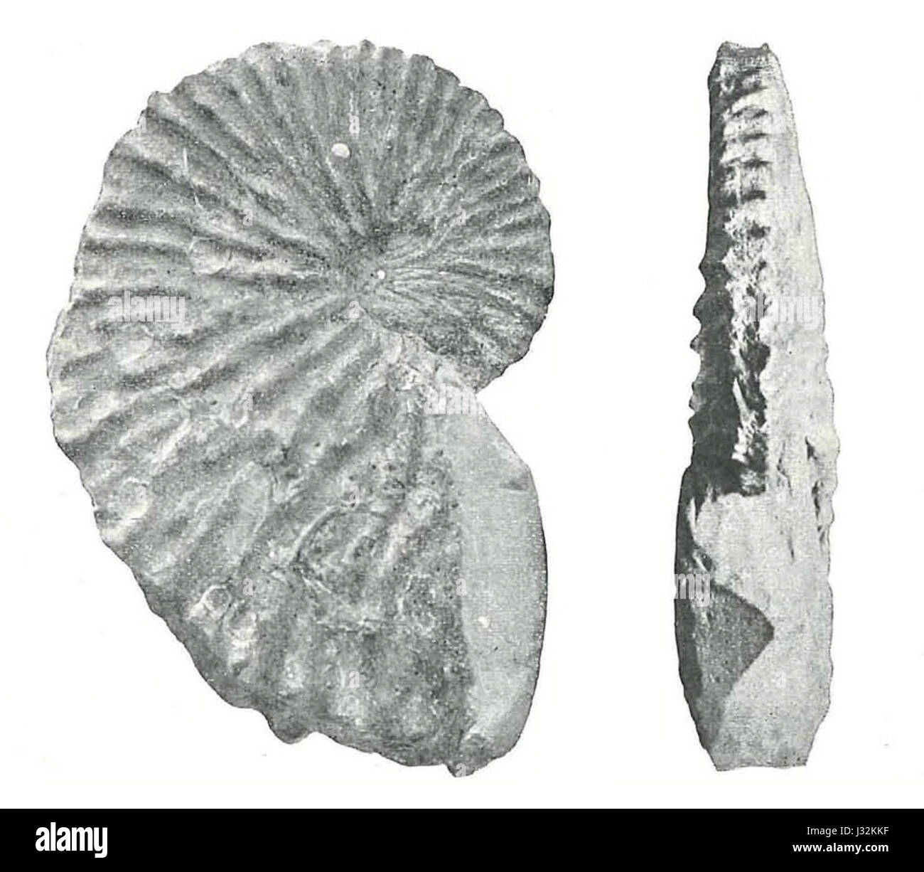 Argonauta hi-res stock photography and images - Alamy