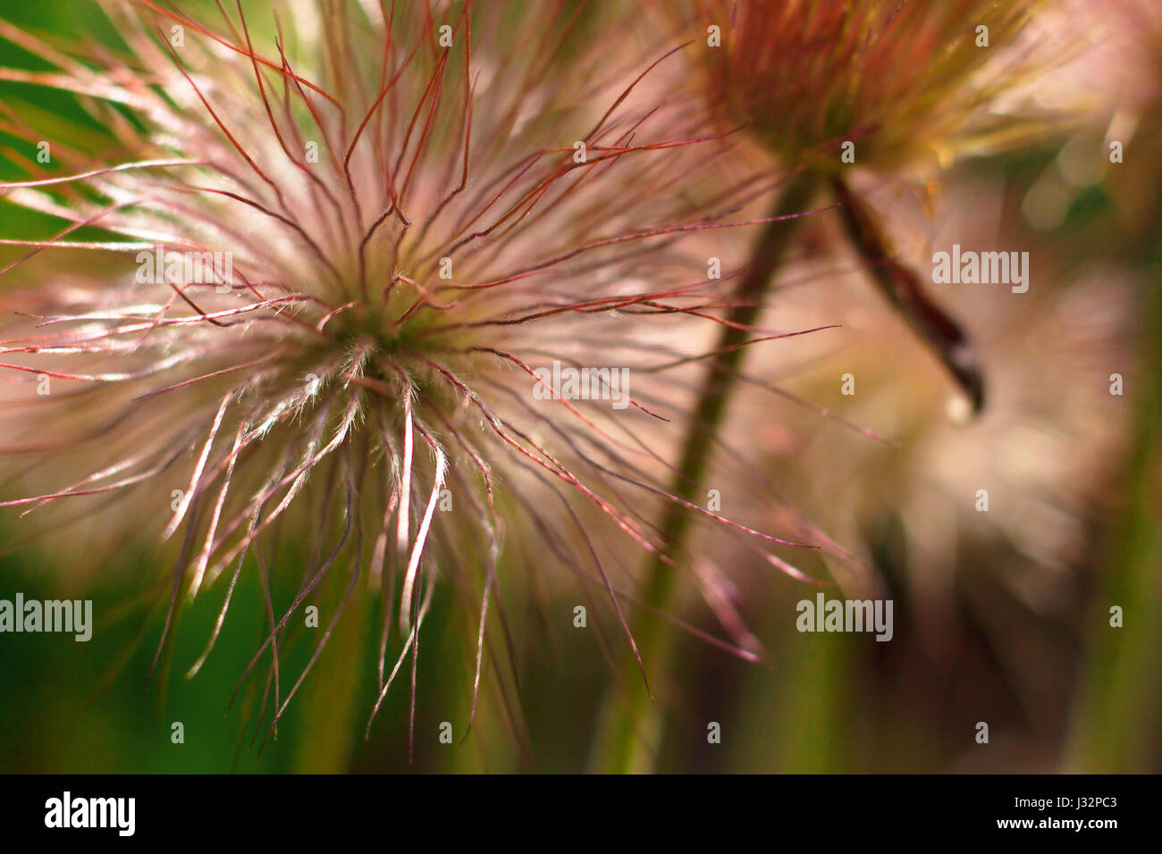 Delicate and fluffy bud of spring flower dream-grass Stock Photo - Alamy