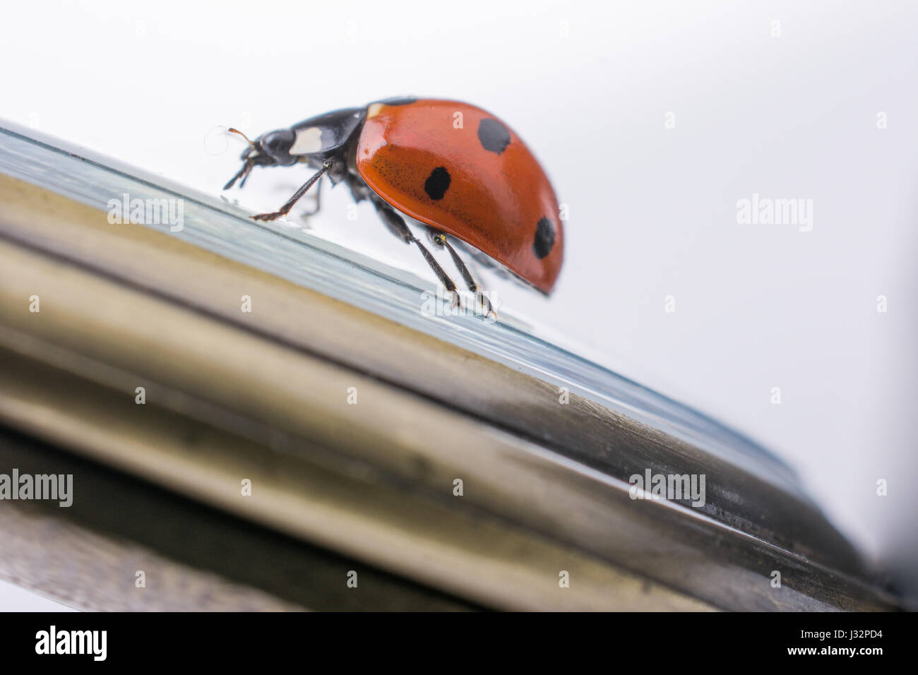 Beautiful photo of red ladybug walking around objects Stock Photo - Alamy