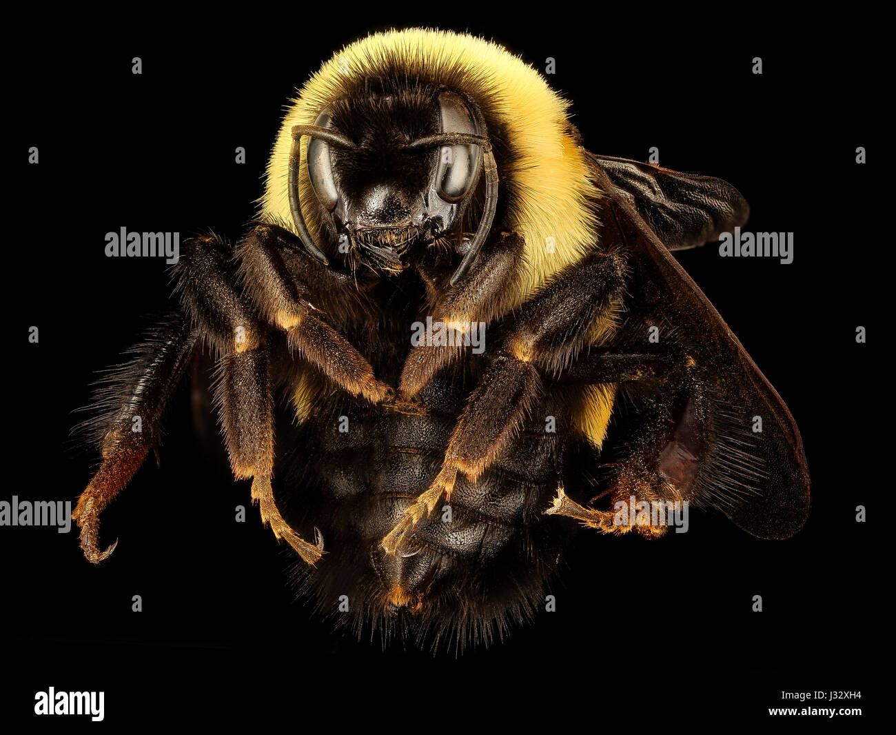 Rusty patch bumblebee hi-res stock photography and images - Alamy