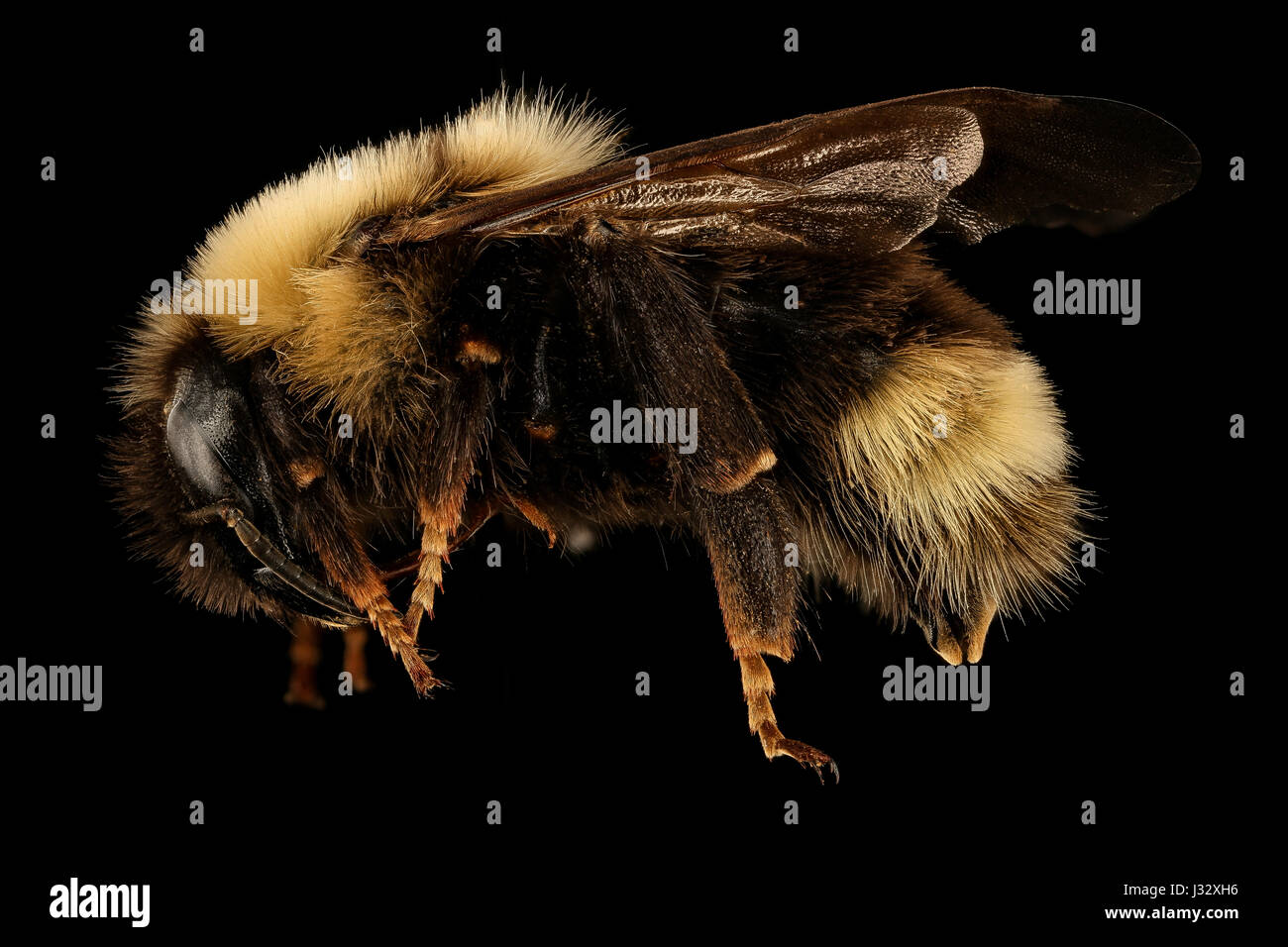 Bombus ashtoni, a species of bumblebee, is shown from the side. This ...