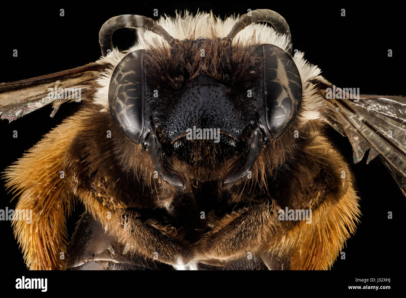 Eucera fulvitarsis, a species of bee, photographed in Lincoln County ...