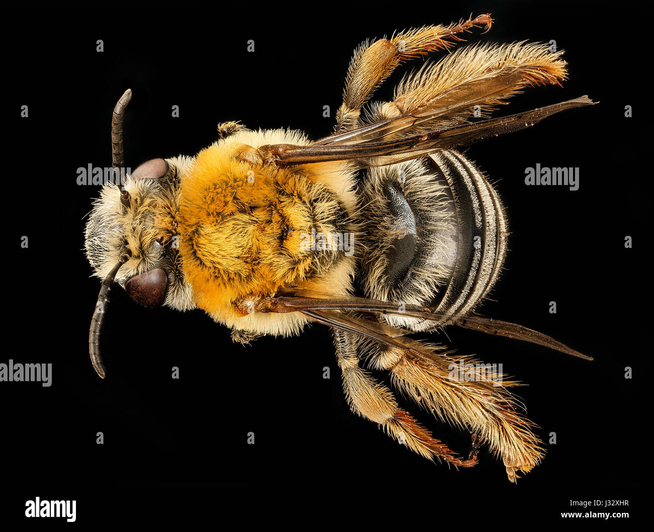 Conservation and management of native bees hi-res stock photography and ...