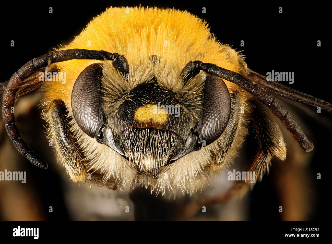 Peponapis pruinosa, also known as the squash bee, is a solitary bee ...