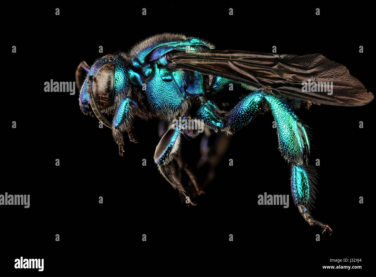 Binomial exaerete smaragdina hi-res stock photography and images - Alamy