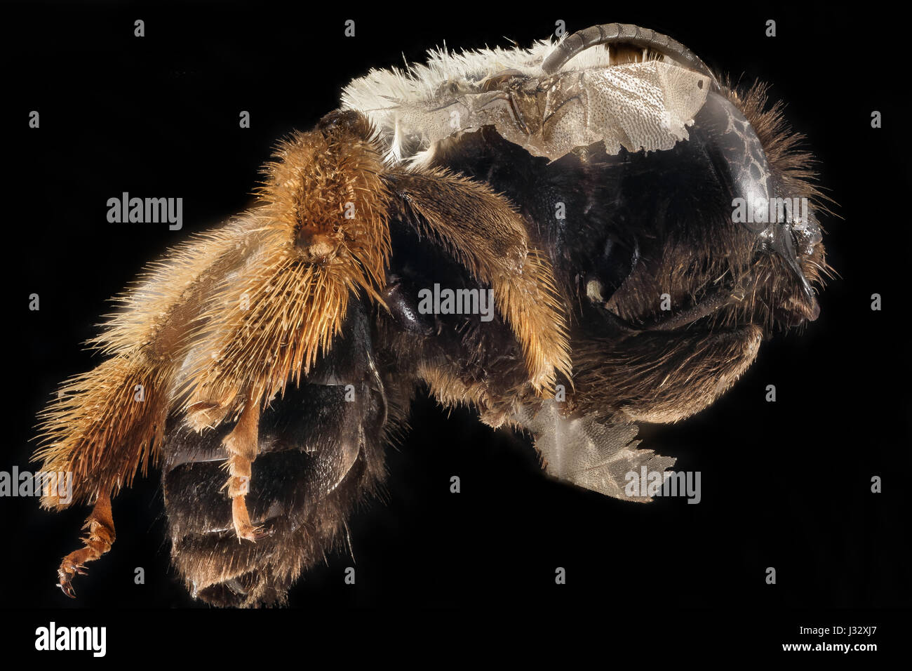 This image shows Eucera fulvitarsis, a species of bee, captured on ...