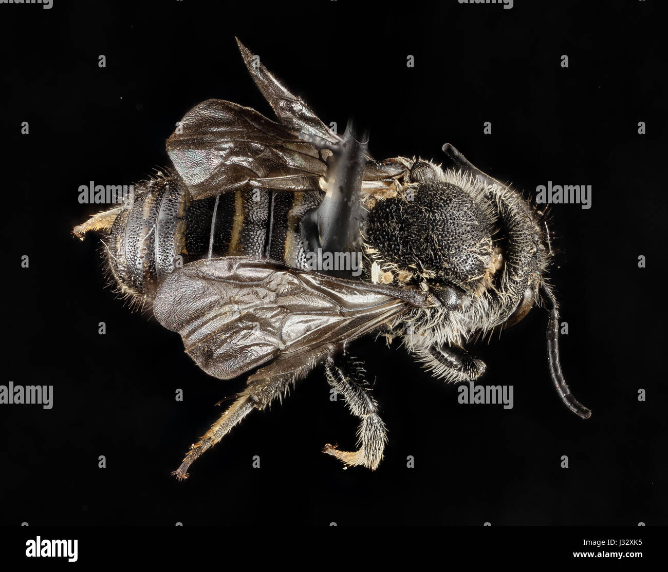 This image depicts Stelis subemarginata, a species of solitary bee ...