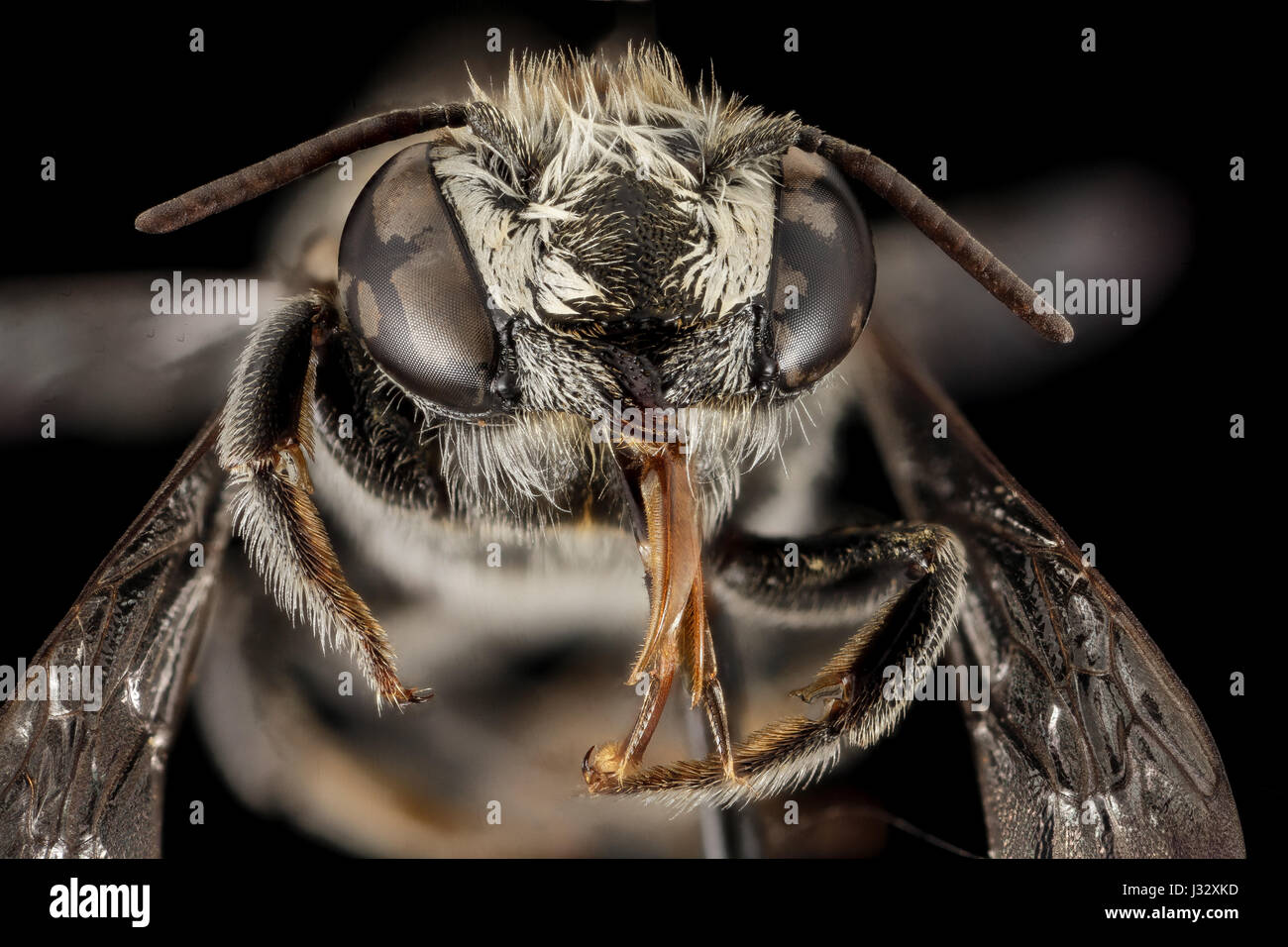Megachile concinna, a species of leaf-cutter bee, was photographed in ...