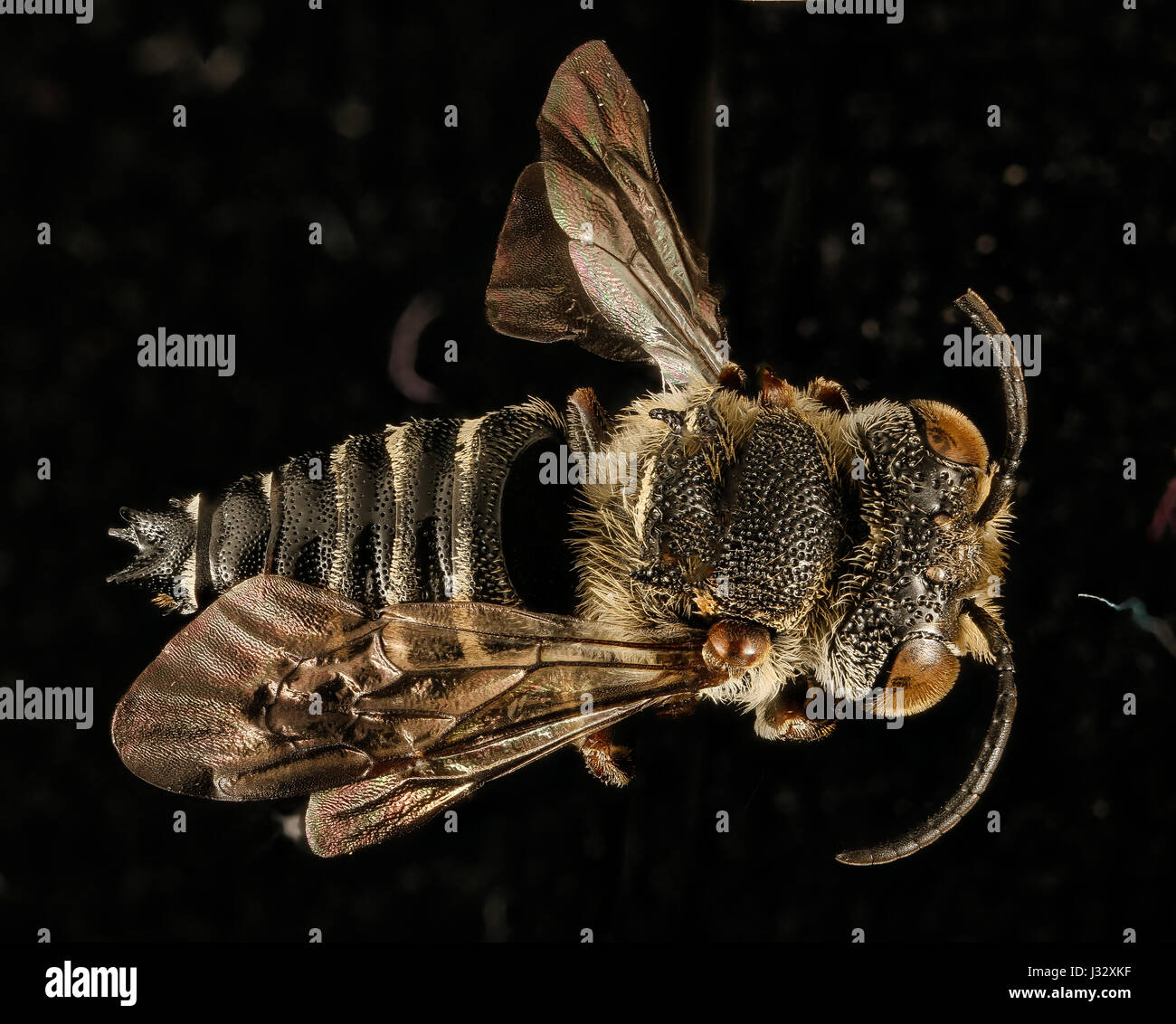Highlighting intricate markings hi-res stock photography and images - Alamy
