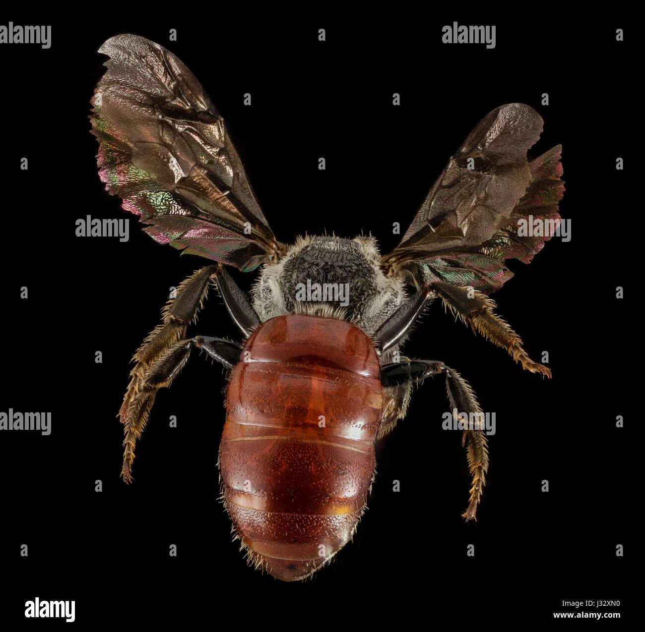 A photograph taken on August 22, 2014, of the species *Sphecodes ...