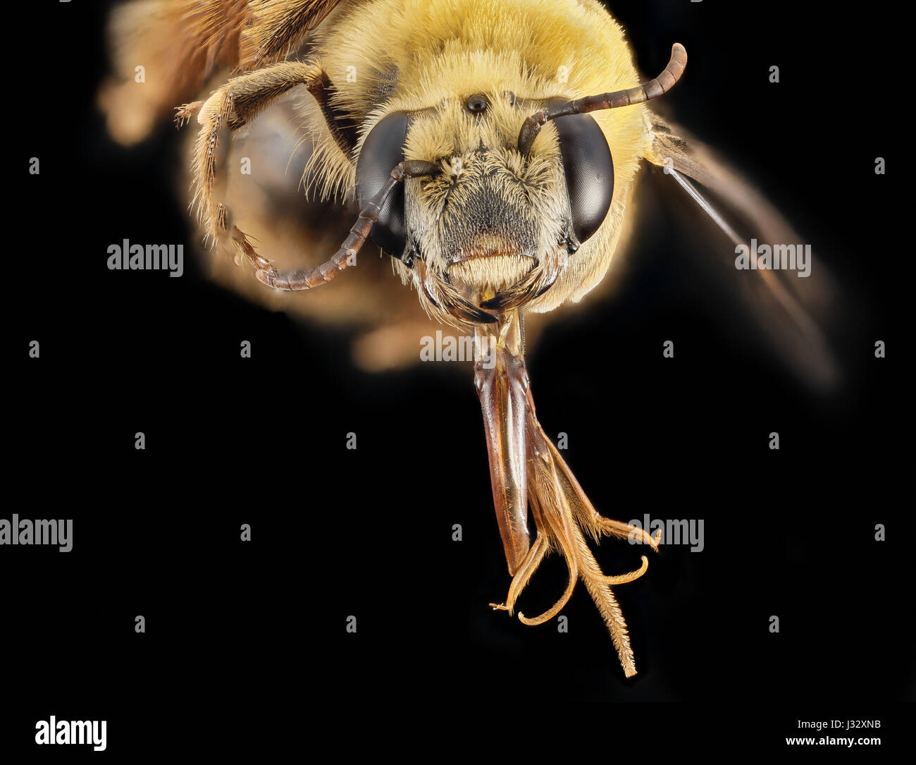 Photograph of Xenoglossa strenua, a species of bee, captured in Upper ...