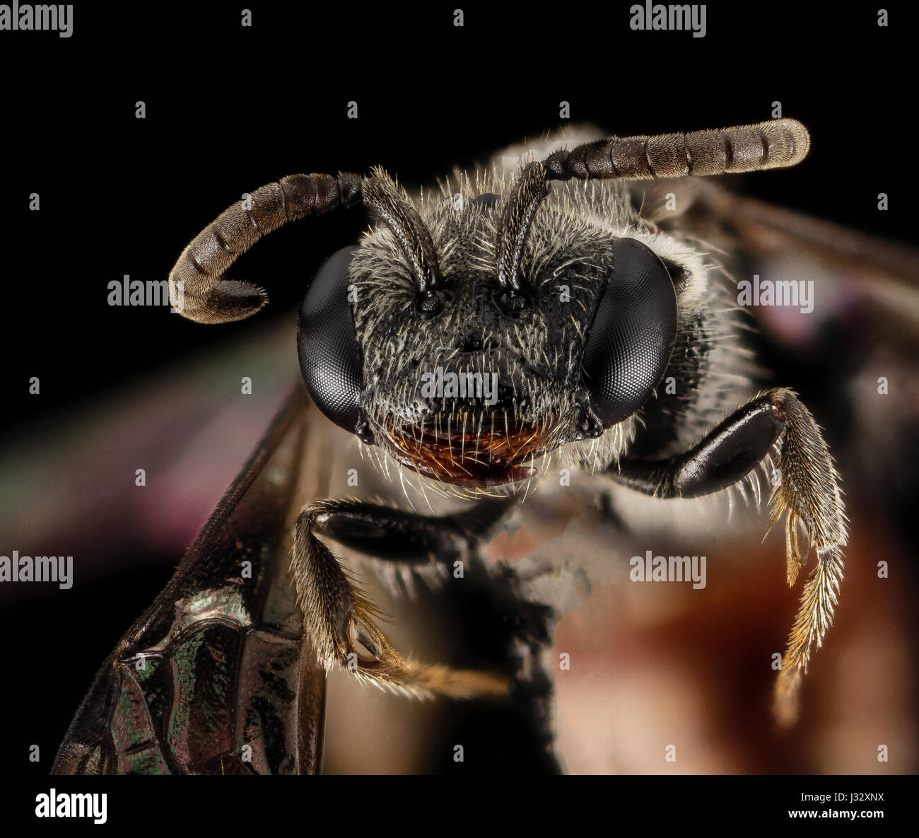 The image features Sphecodes coronus, a species of sweat bee, captured ...
