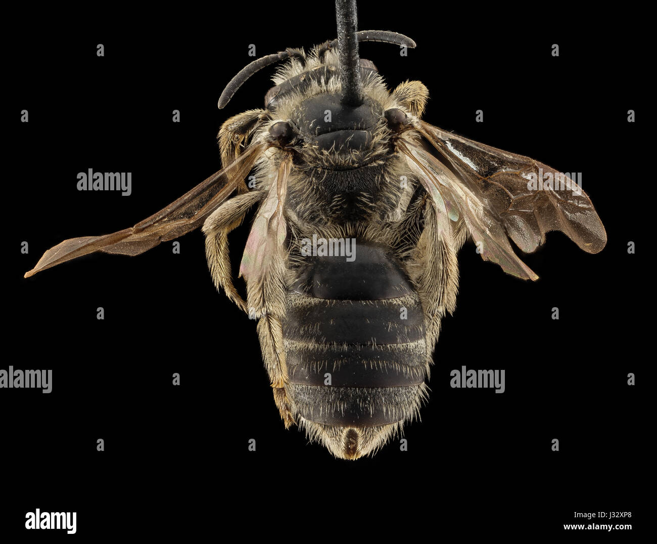 This photograph shows a specimen of Lasioglossum titusi, a species of ...