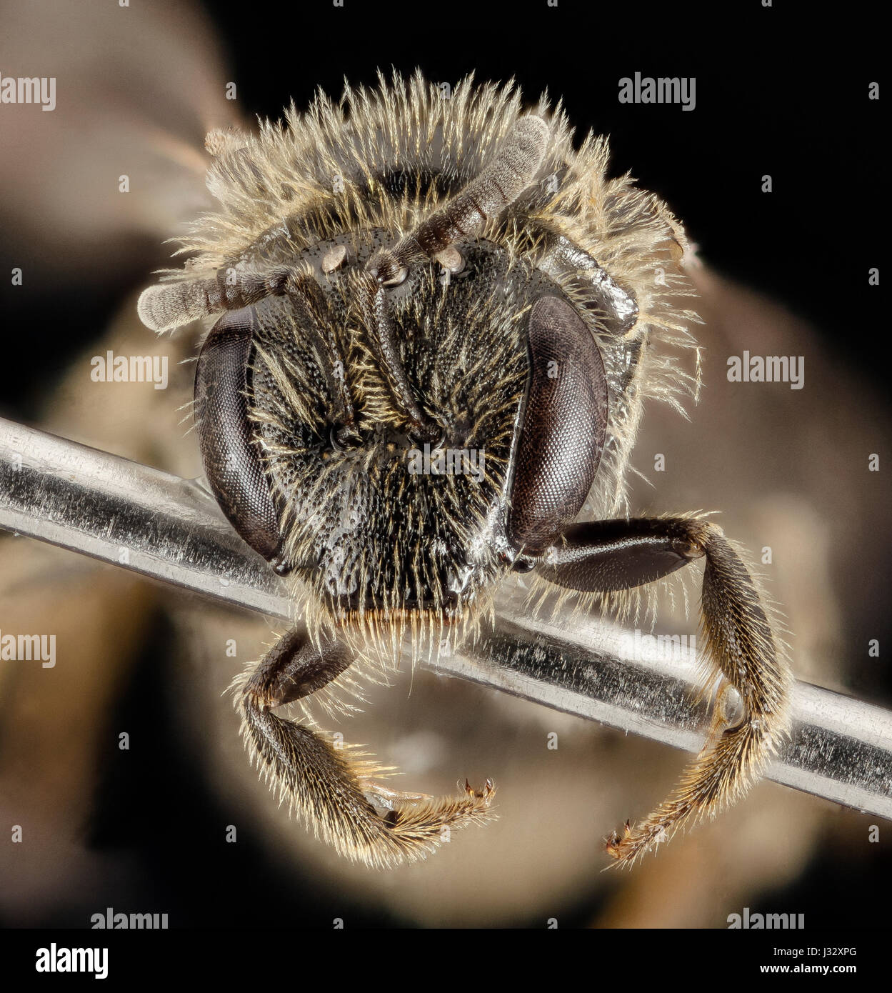 Historic Bugs Bug Animals Animals High Resolution Stock Photography and ...