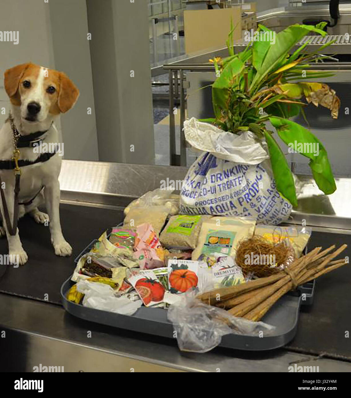 U.S. Customs and Border Protection (CBP) seized live plants and seeds ...