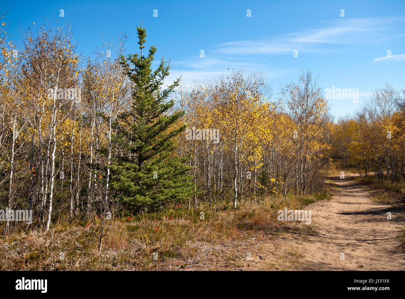 Spirit Sands trail, Spruce Woods Provincial Park, Manitoba, Canada ...