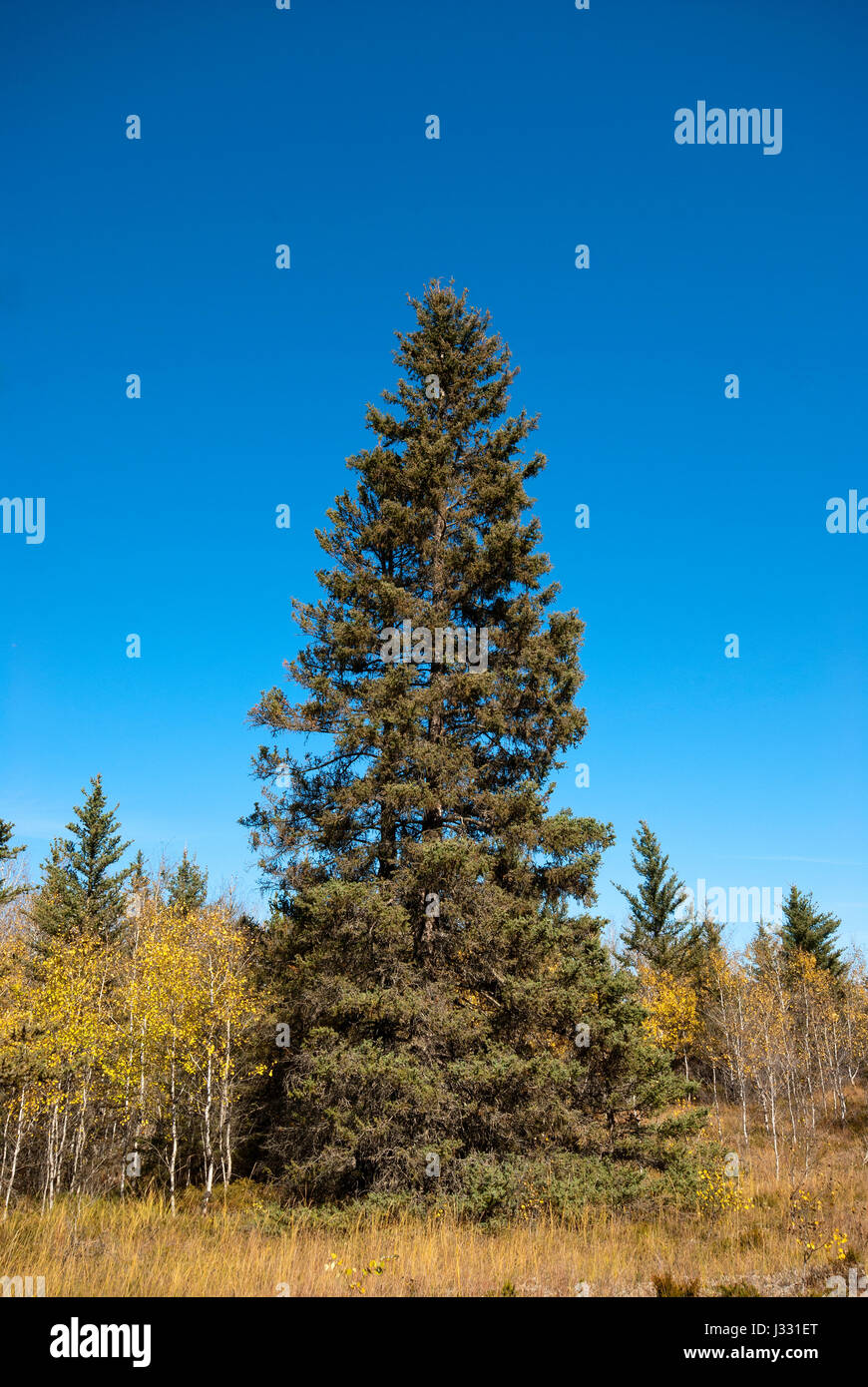 Spruce tree in the Spruce Woods Provincial Park, Manitoba, Canada Stock ...
