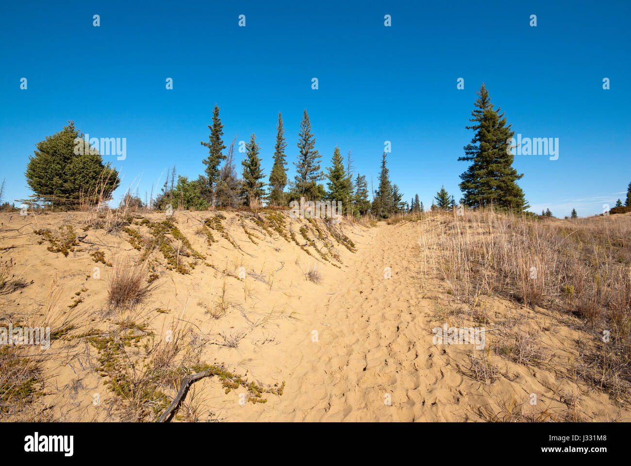 Spirit Sands trail, Spruce Woods Provincial Park, Manitoba, Canada ...