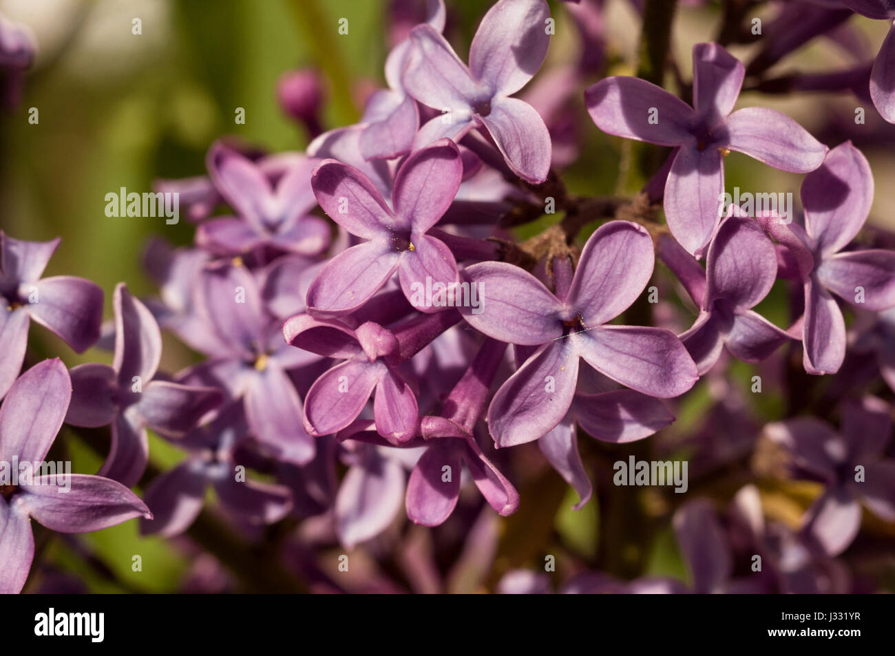Lilac flowers (Syringa vulgaris Stock Photo - Alamy