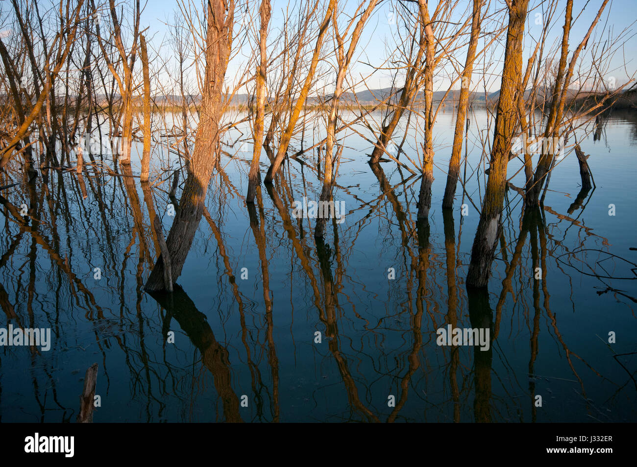 Trees in the water, Lake Trasimeno, Umbria, Italy Stock Photo - Alamy