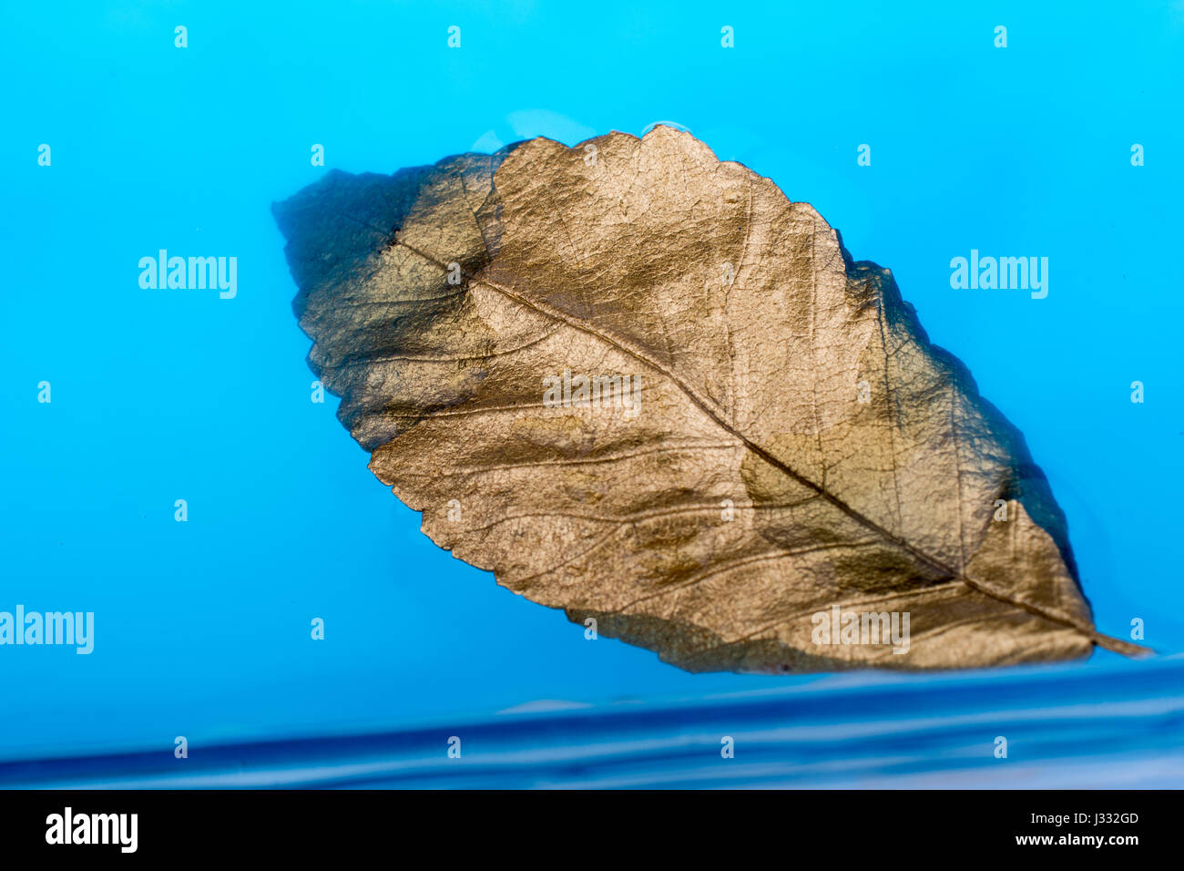 Gold color dry leaf is placed in blue water Stock Photo - Alamy