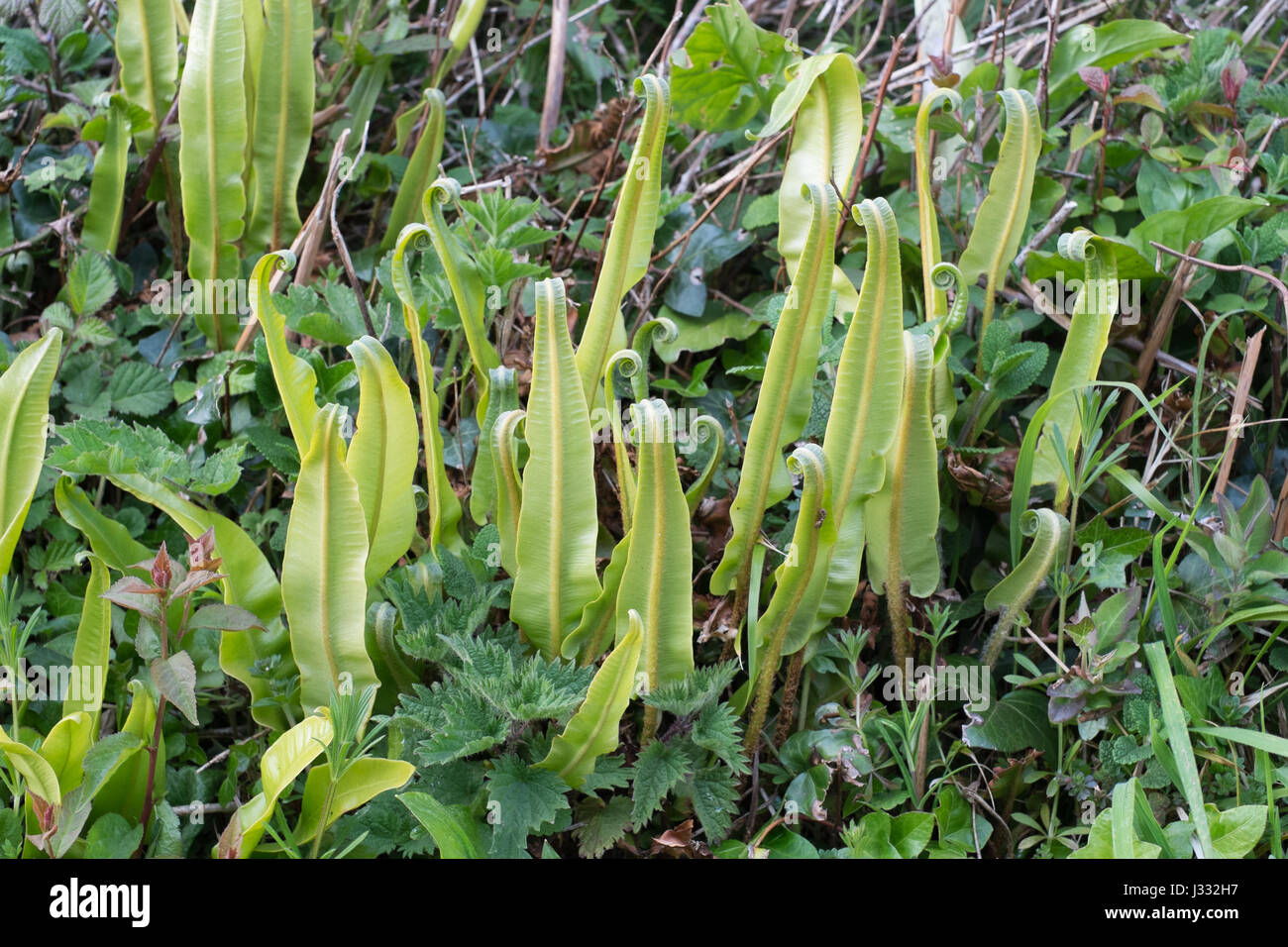 Hart's Tongue Fern's( Asplenium scolopendrium ) sprouting in spring ...