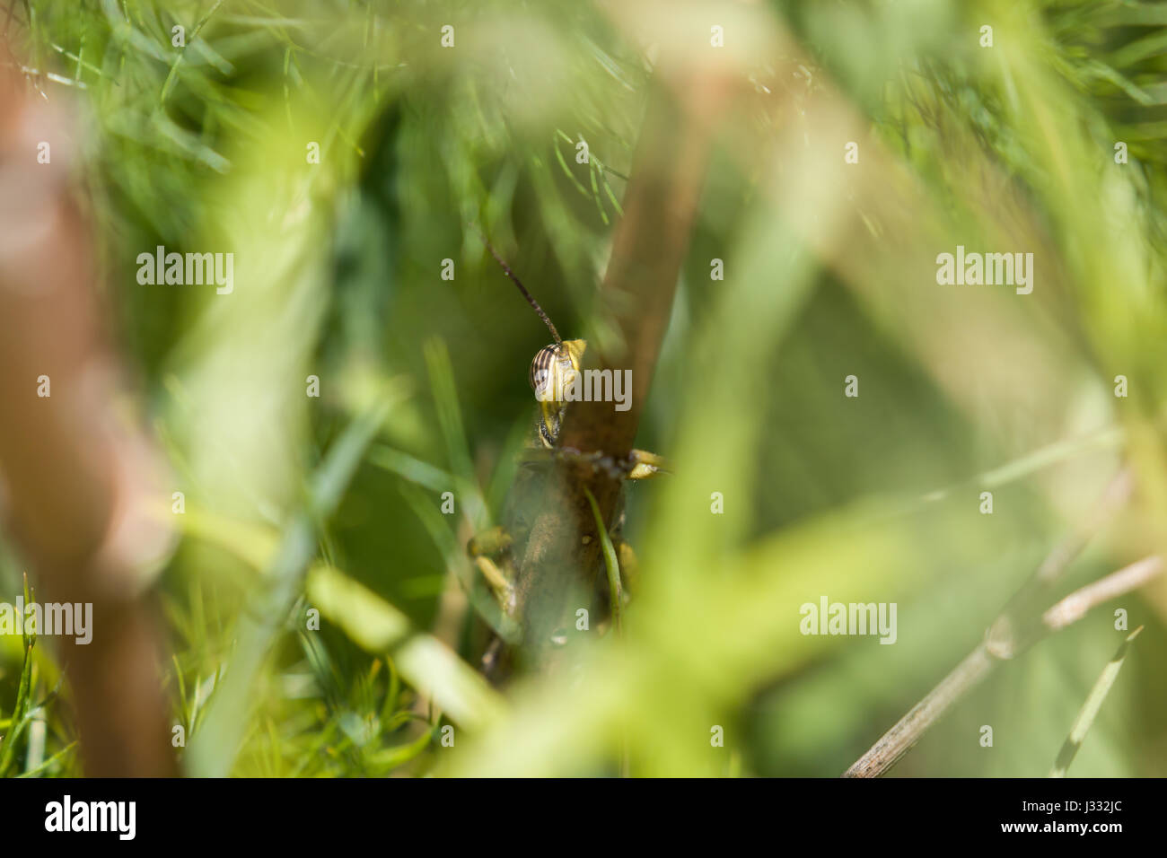 Egyptian Locust with one striped eye showing as it peeps from behind ...