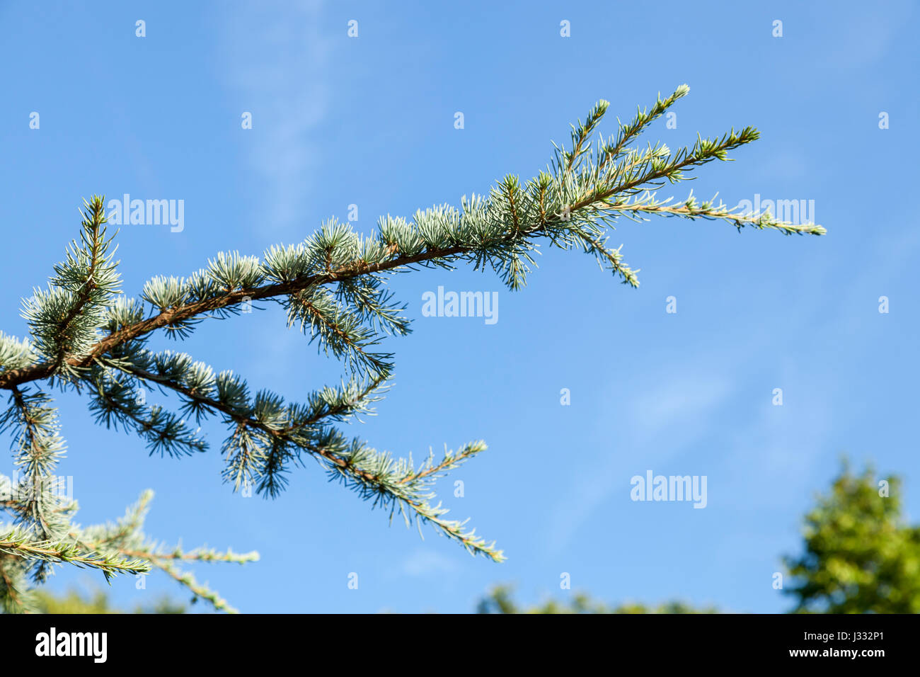 Blue Atlas Cedar, Cedrus atlantica Glauca Group, England, UK Stock ...