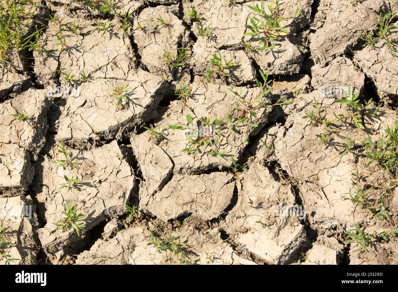 Drought, dry, cracked soil, no rain, natural disaster Stock Photo - Alamy