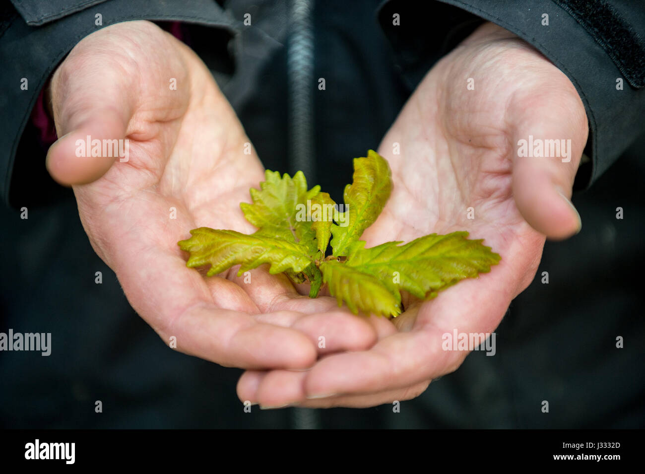 Cupped Hands Holding Leaves