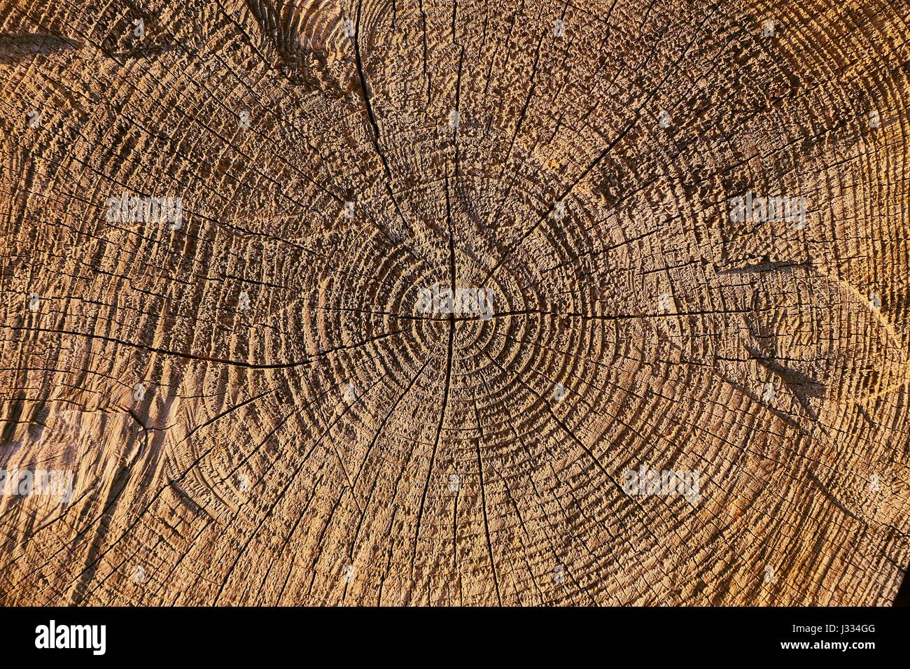 Tree trunk texture Stock Photo - Alamy