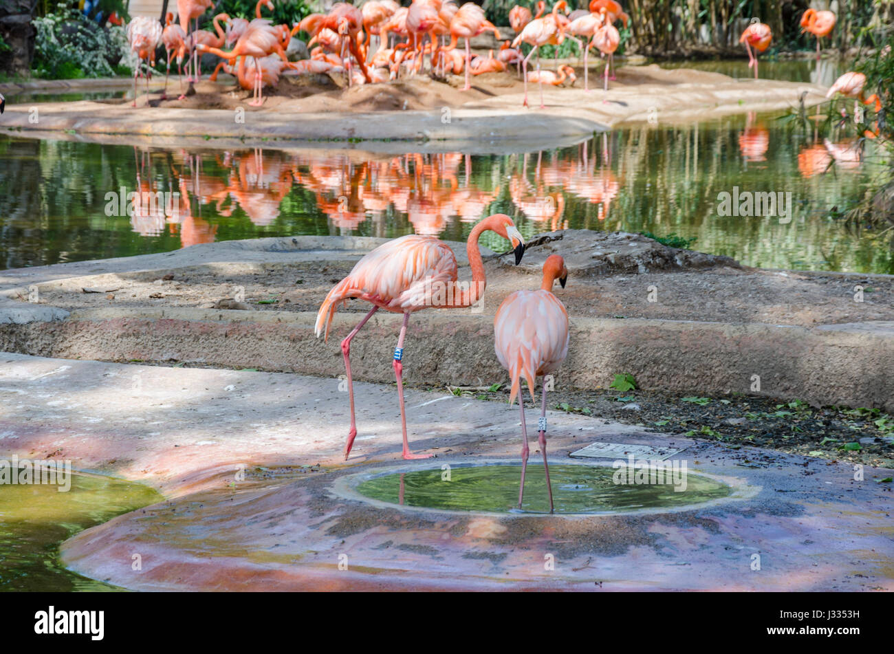 Flamingo enclosure hi-res stock photography and images - Alamy
