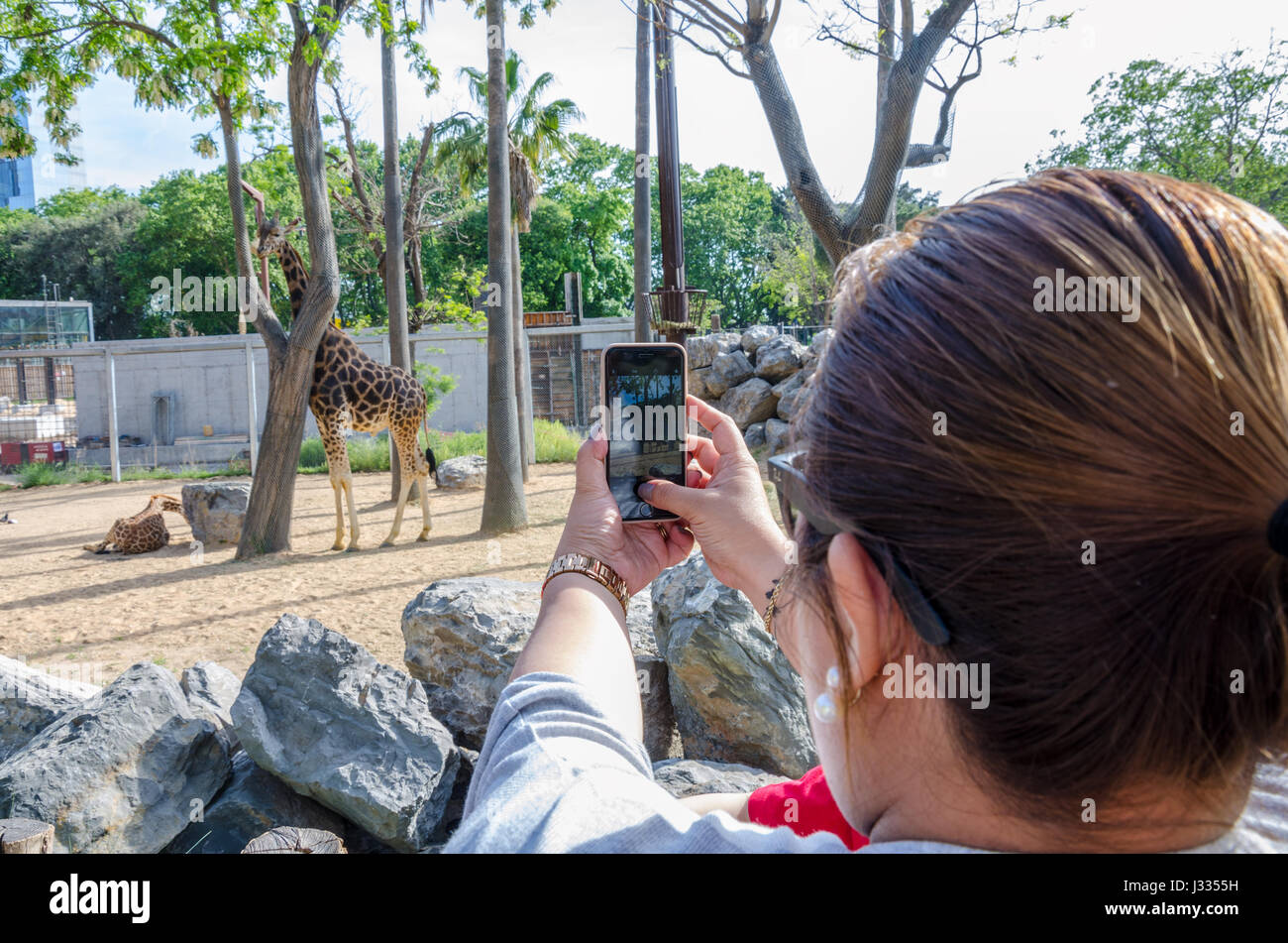 A woman takes a picture of a giraffe in Barcelona Zoo using her iPhone ...