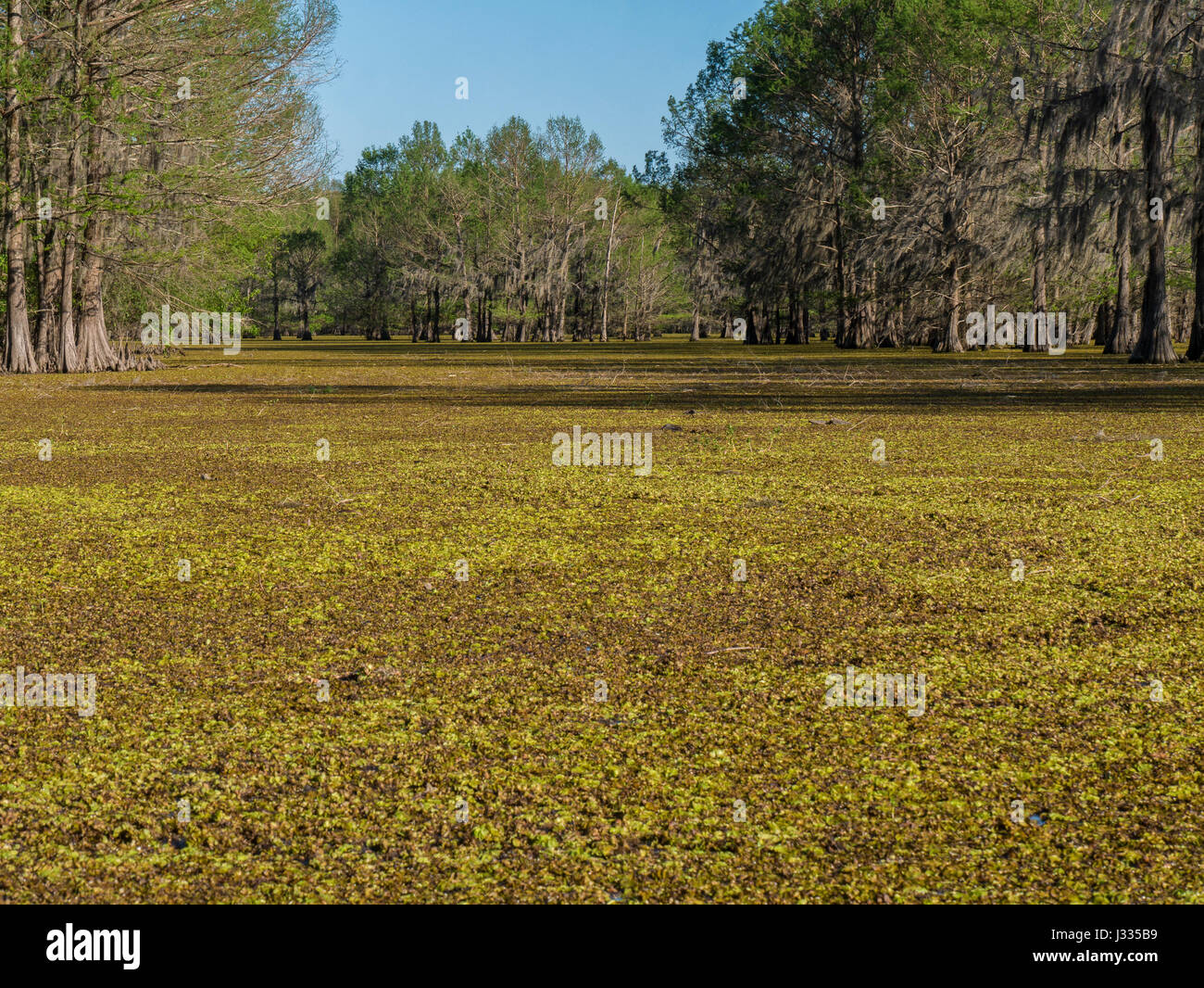 Lake bistineau state park hi-res stock photography and images - Alamy